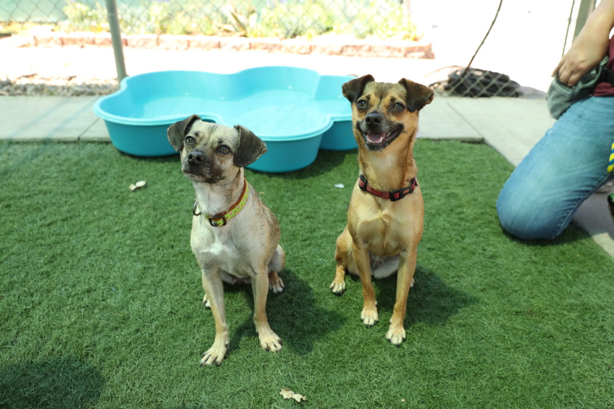 Home - Los Angeles County Animal Care Foundation | Los Angeles County ...