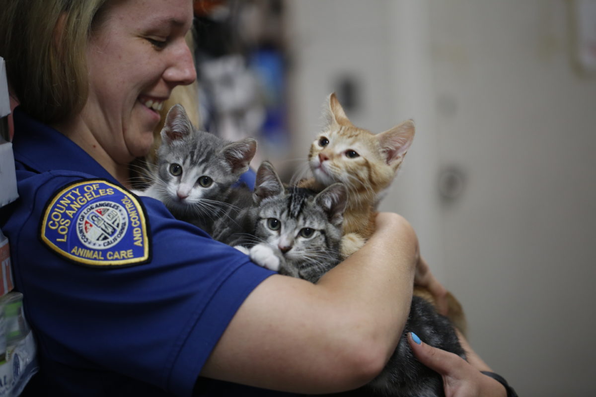 Adopt A Pet - Los Angeles County Animal Care Foundation | Los Angeles ...